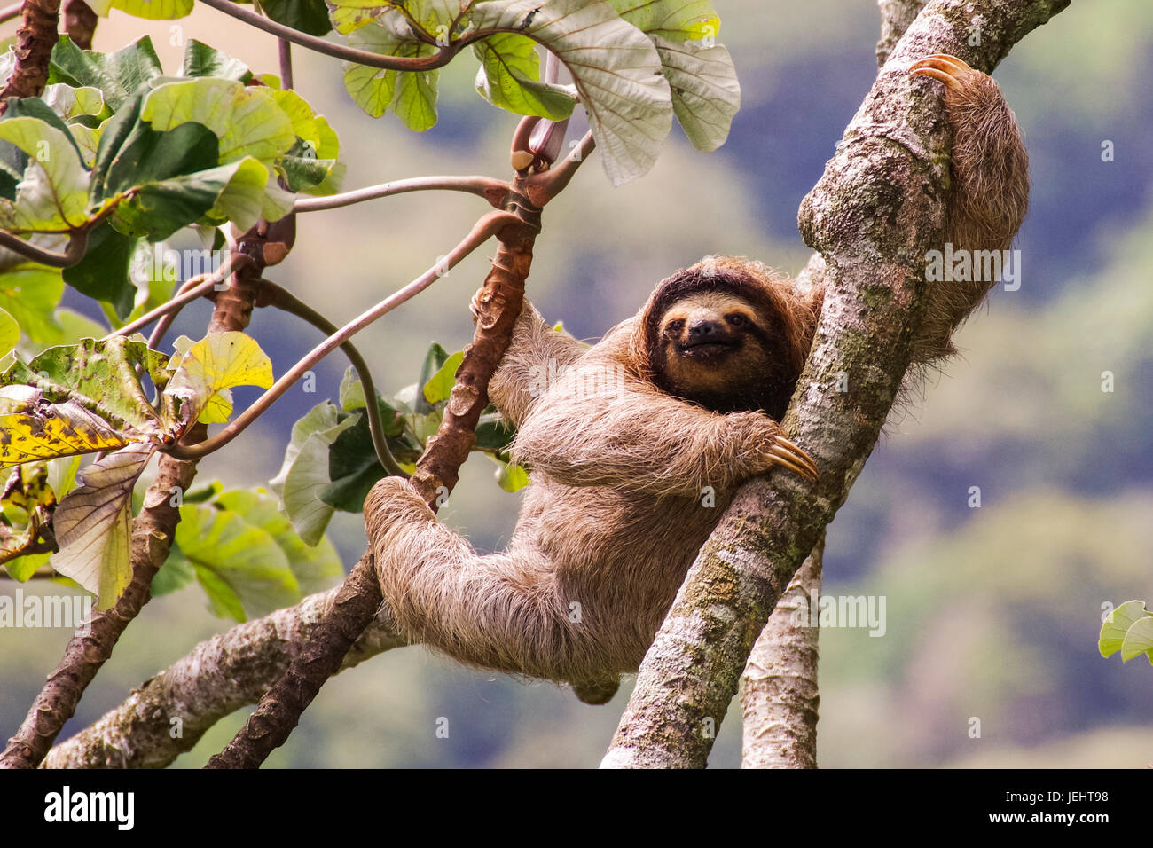 Brown-throated three-toed sloth image taken in Panama Stock Photo - Alamy
