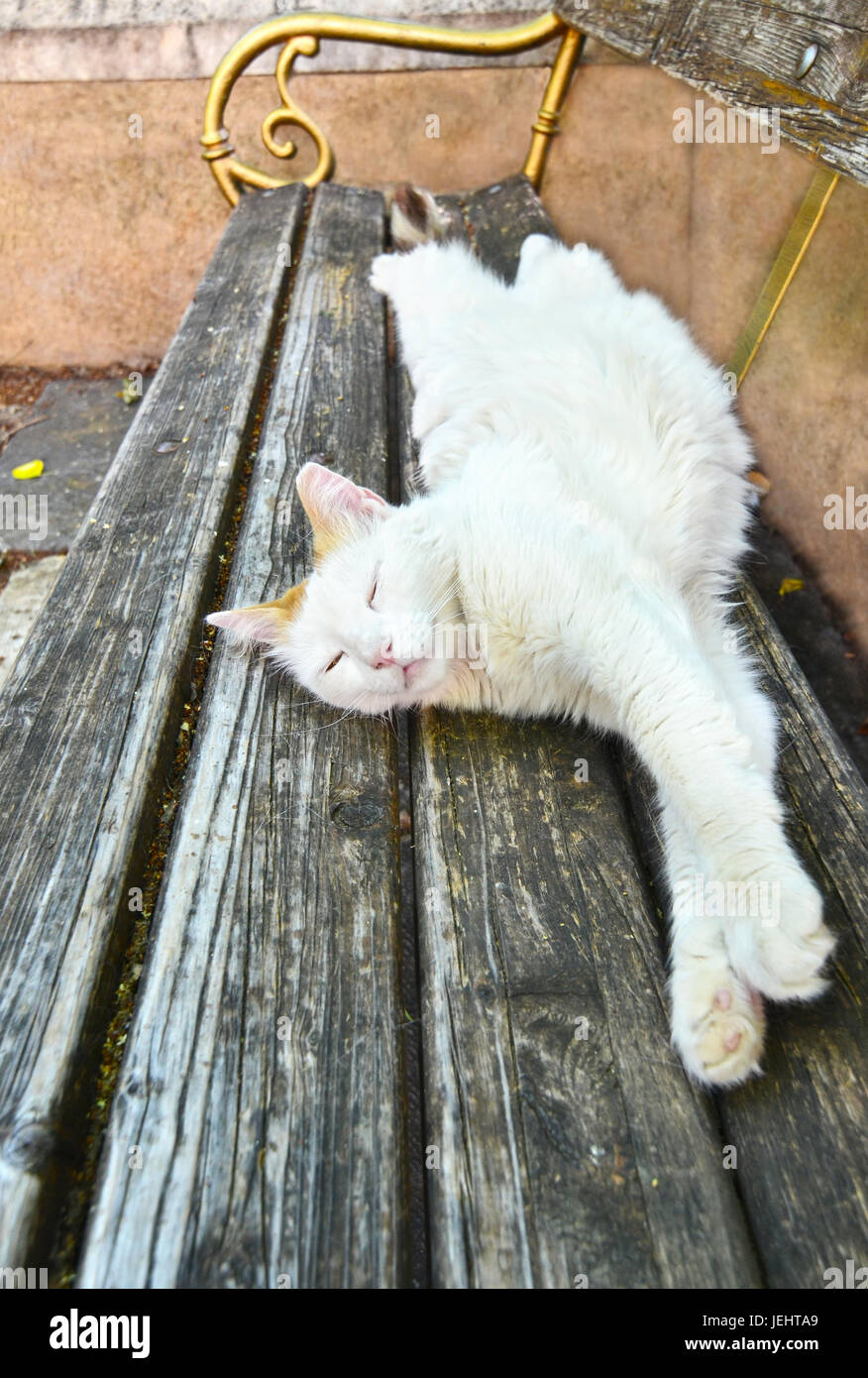 white cat sleeping on a park bench Stock Photo - Alamy