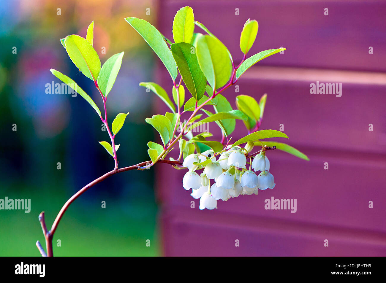Close up of Zenobia Pulverulenta flower on limb with green leaves ...