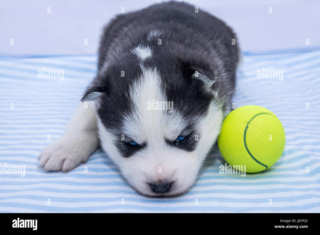 Siberian husky litter hi-res stock photography and images - Alamy