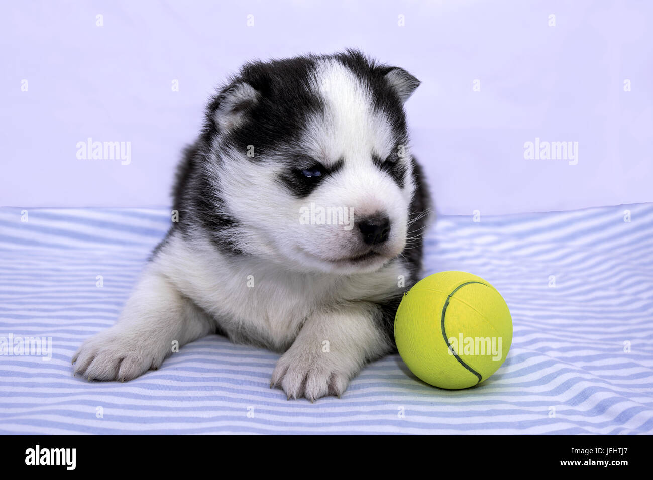 Husky Puppy with ball Stock Photo - Alamy