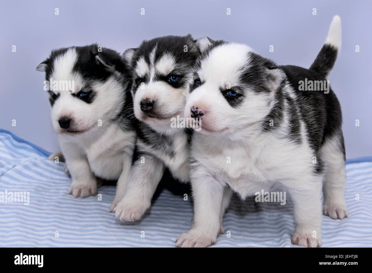Siberian husky litter hi-res stock photography and images - Alamy
