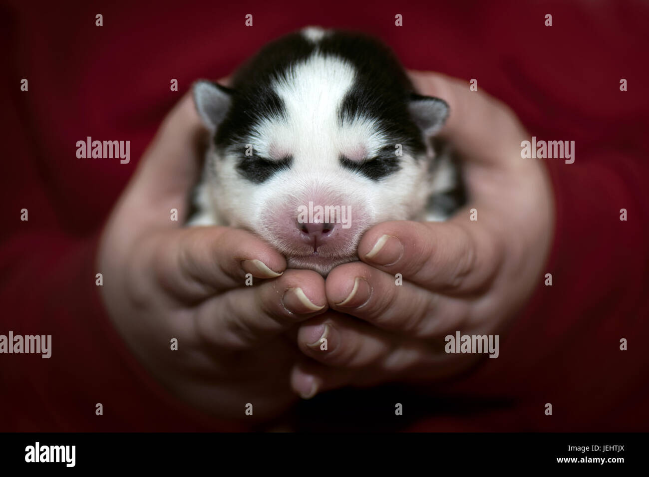 Husky puppy in hands Stock Photo - Alamy