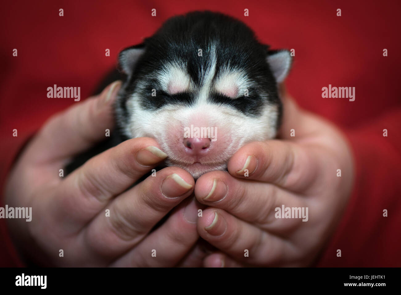 Husky puppy in hands Stock Photo - Alamy