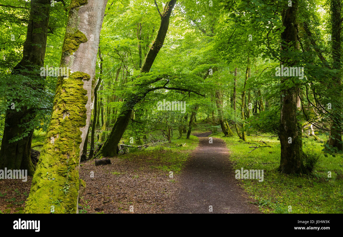 Forest Path in the Spring Stock Photo - Alamy