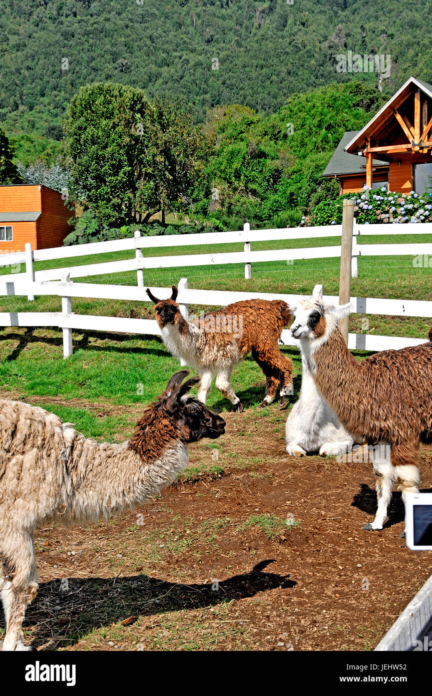 Tourist chile fjords hi-res stock photography and images - Alamy
