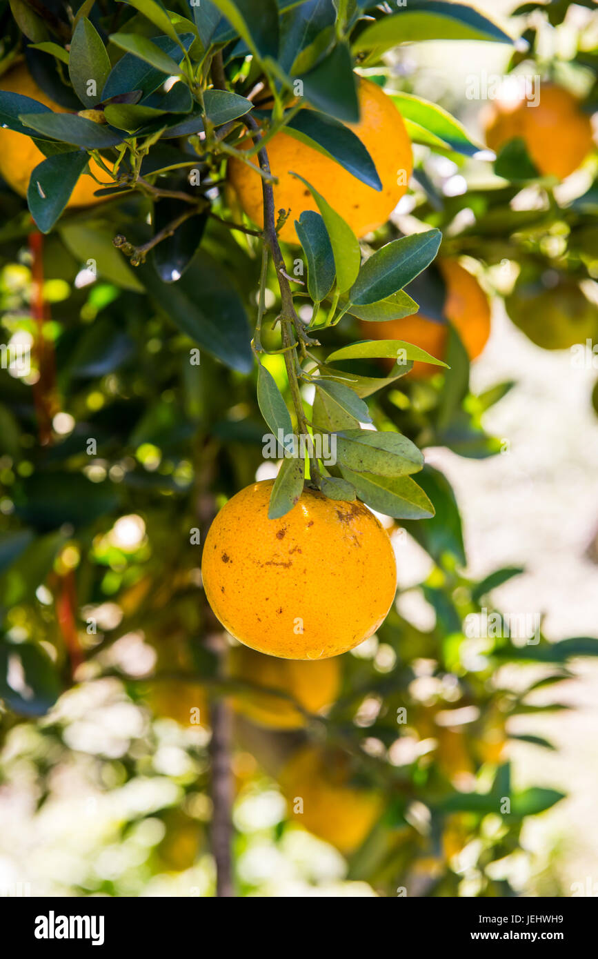 Osing weight hi-res stock photography and images - Alamy