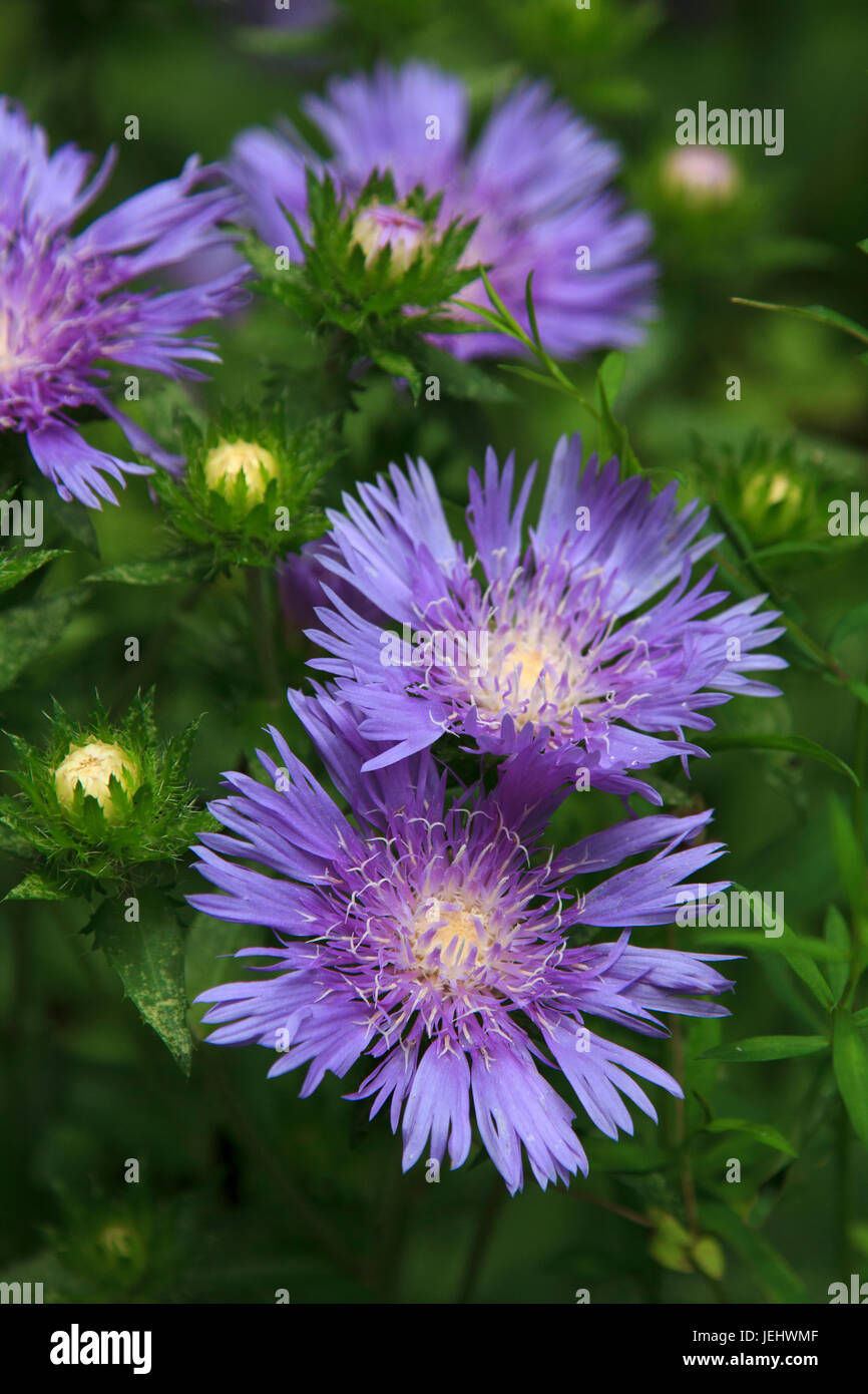 Stokesia laevis hi-res stock photography and images - Alamy