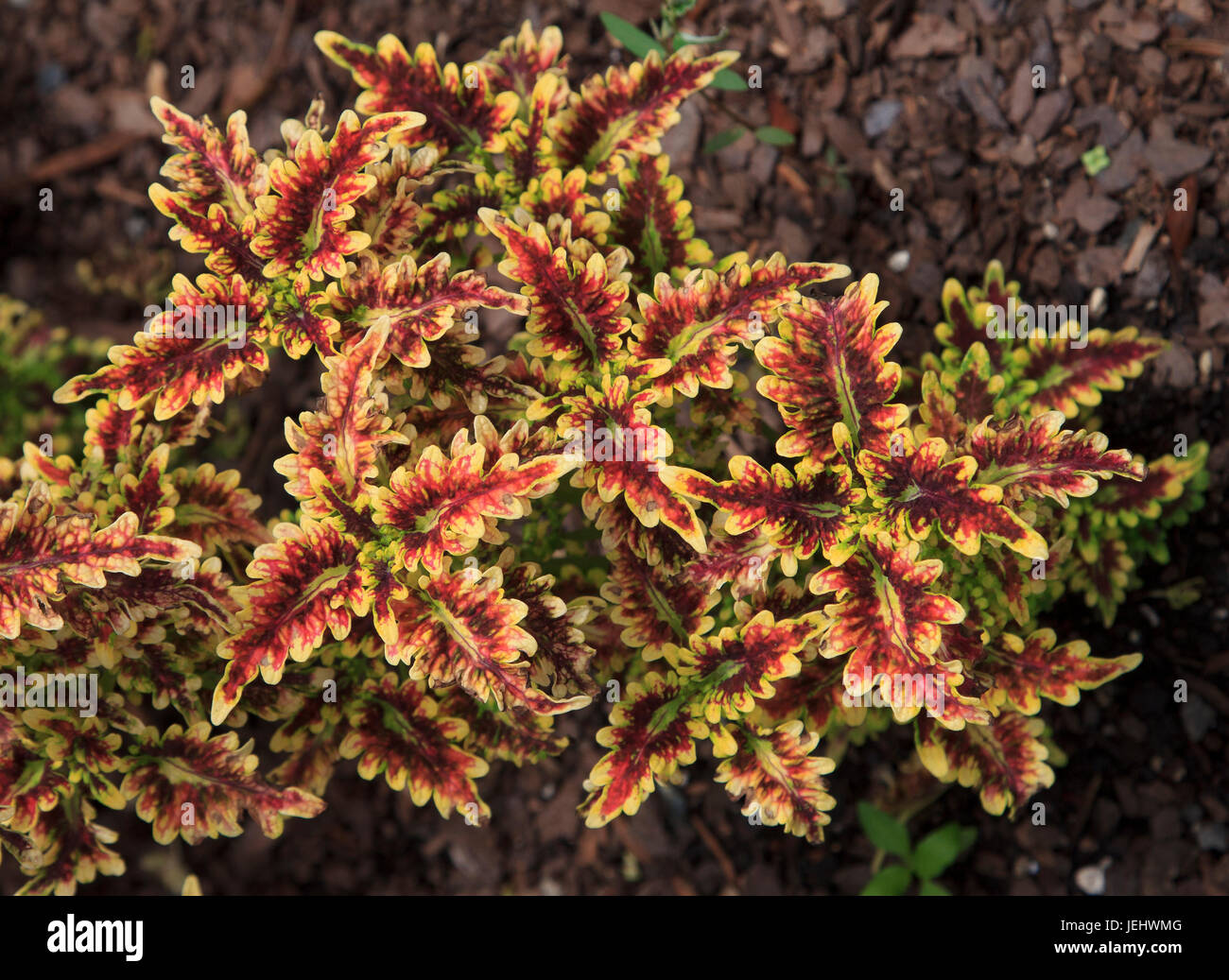Copper Coral Coleus Solenostemon scutellarioides Stock Photo - Alamy