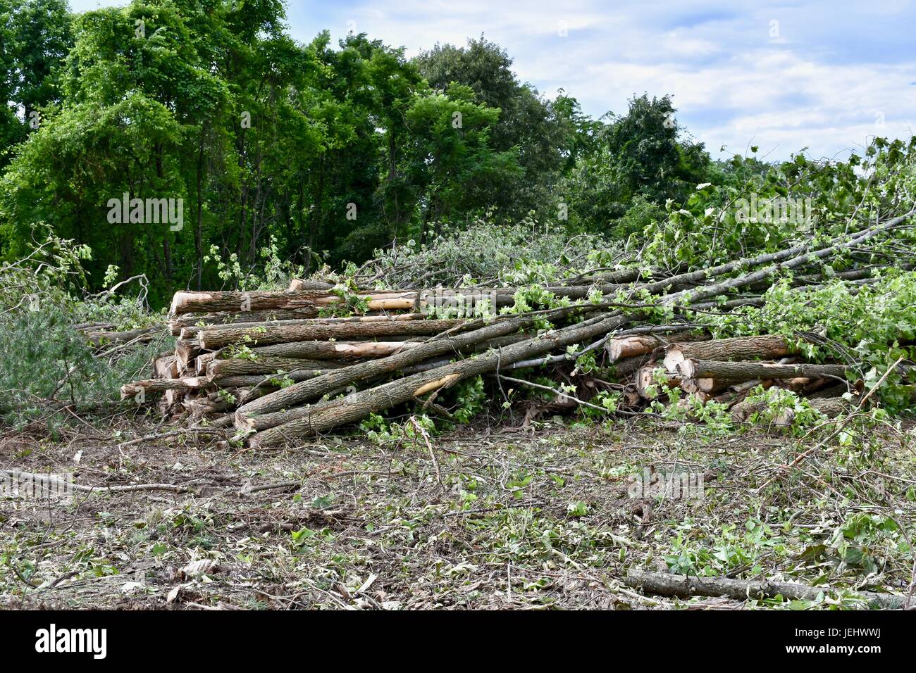 Freshly cut timber in a clearcut area as part of deforestation for new ...