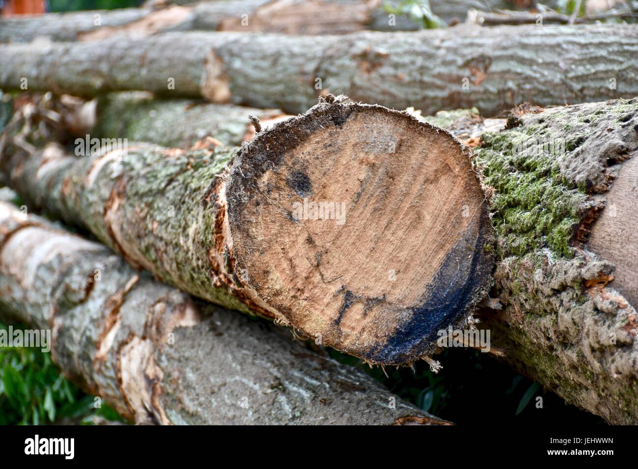 Freshly cut timber in a clearcut area as part of deforestation for new ...