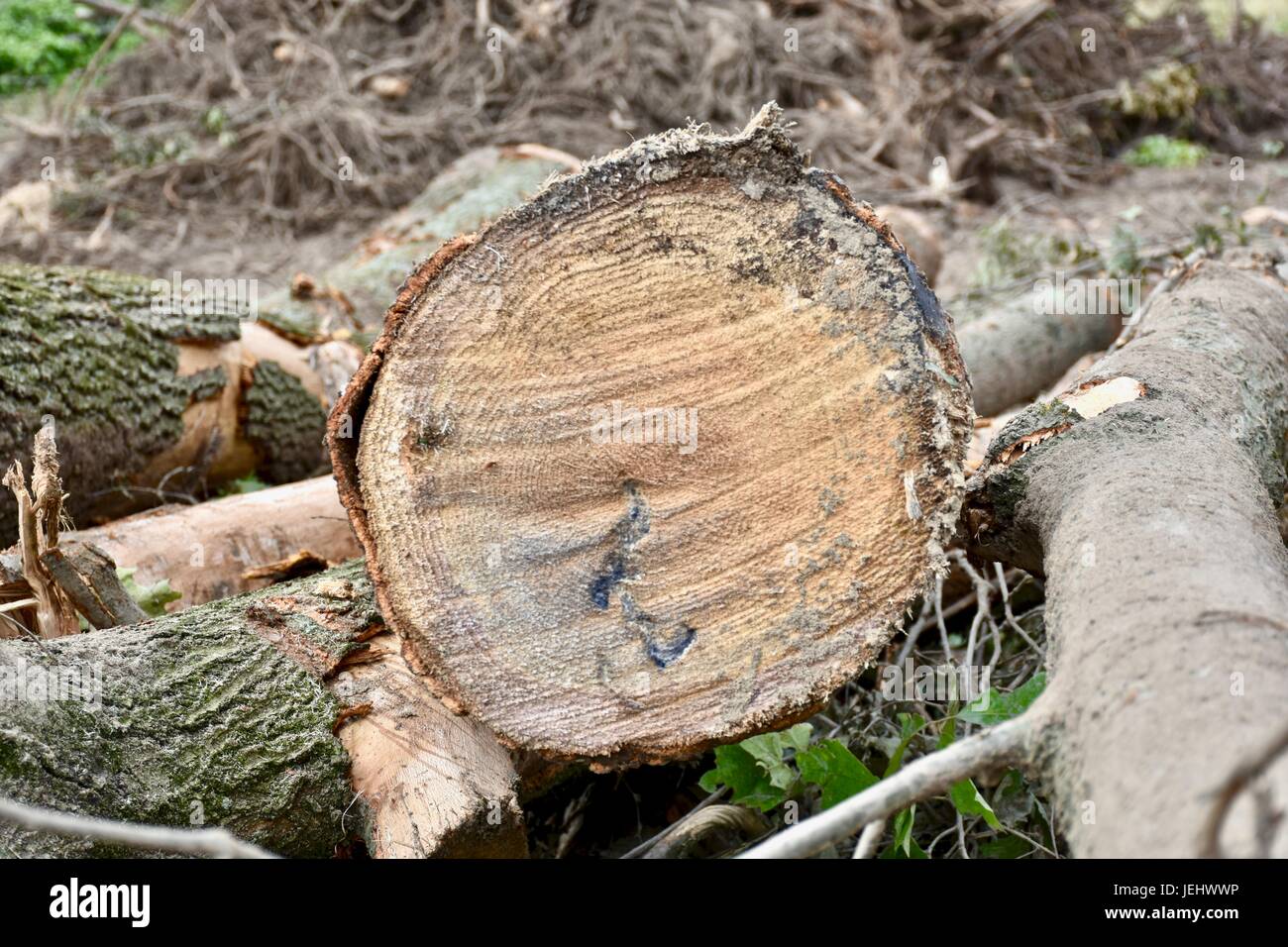 Freshly cut timber in a clearcut area as part of deforestation for new ...