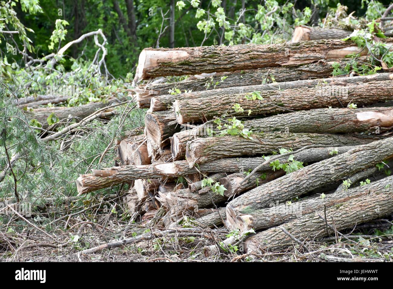 Timber deforestation hi-res stock photography and images - Alamy