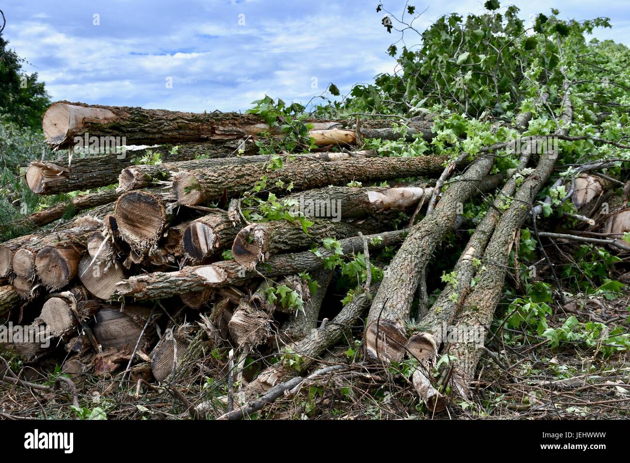 Freshly cut timber in a clearcut area as part of deforestation for new ...