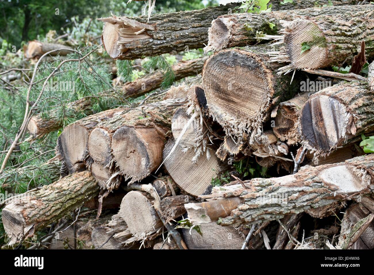 Freshly cut timber in a clearcut area as part of deforestation for new ...