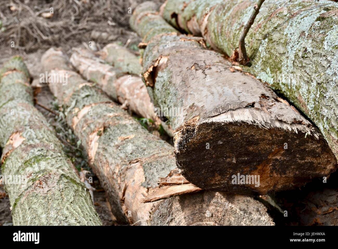 Freshly cut timber in a clearcut area as part of deforestation for new ...