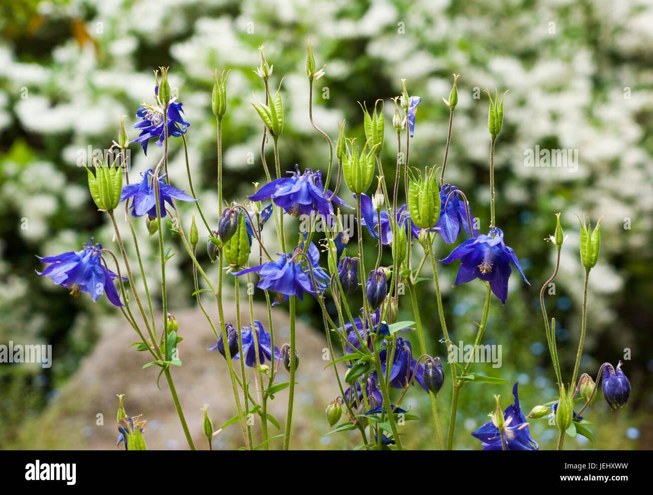 Common columbine (Aquilegia vulgaris). Sedgwick Gardens on Long Hill ...