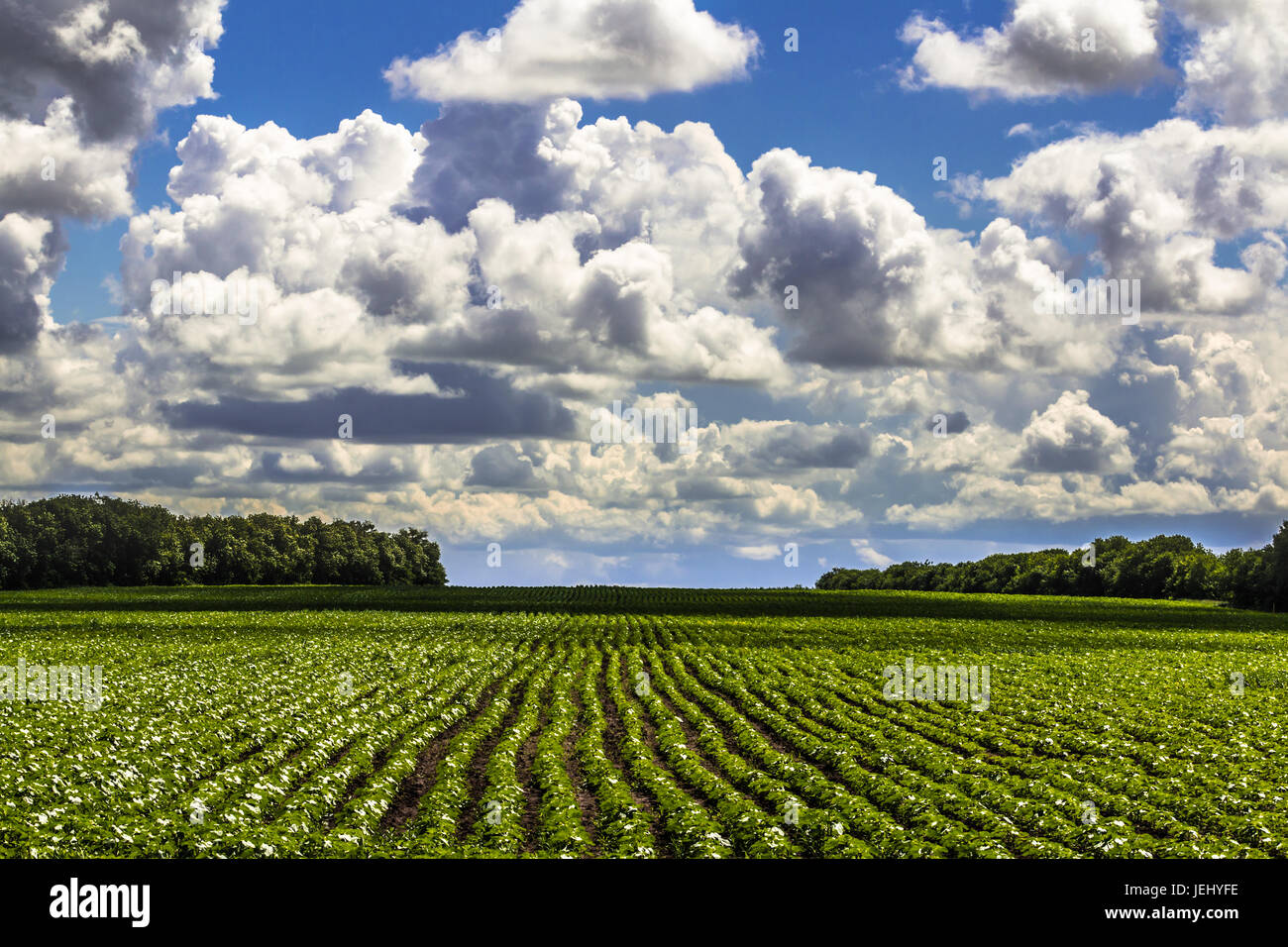 Summer landscape of a growing agriculture field Stock Photo - Alamy