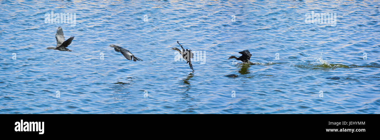 Bird flying sequence hi-res stock photography and images - Alamy