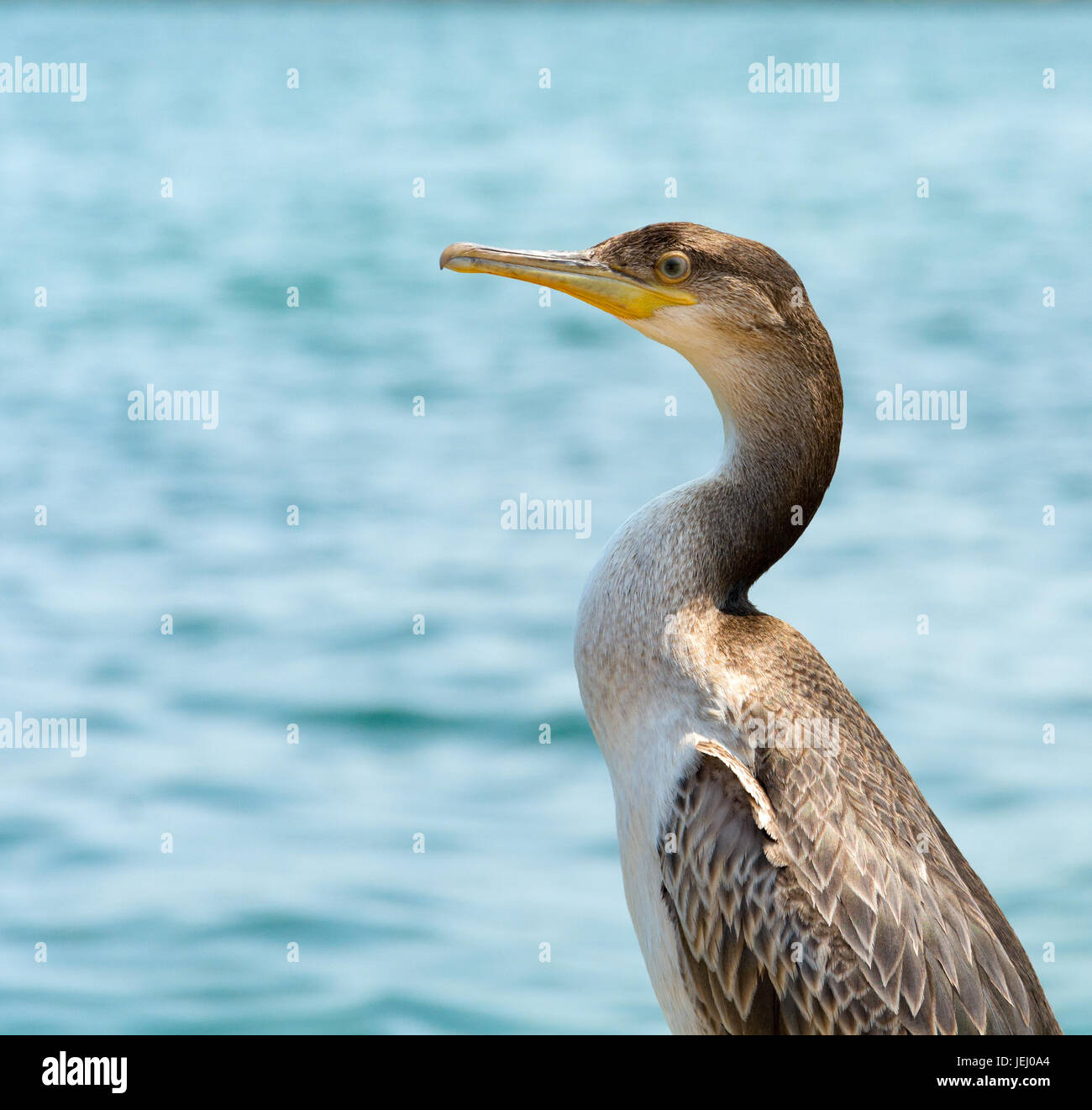 Bird side profile hi-res stock photography and images - Alamy