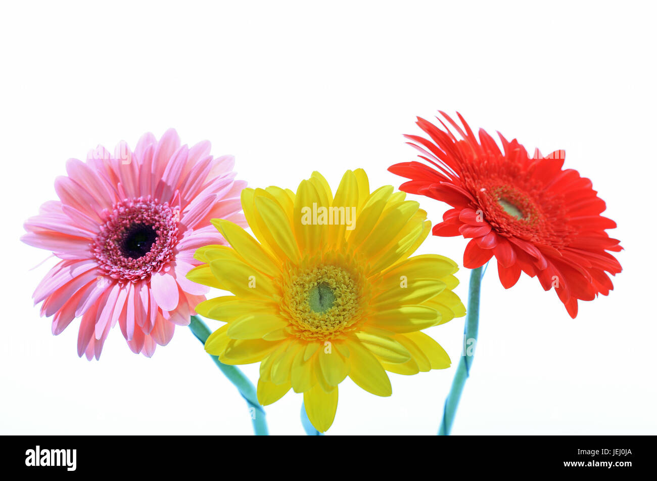 Rosa gerbera hi-res stock photography and images - Alamy