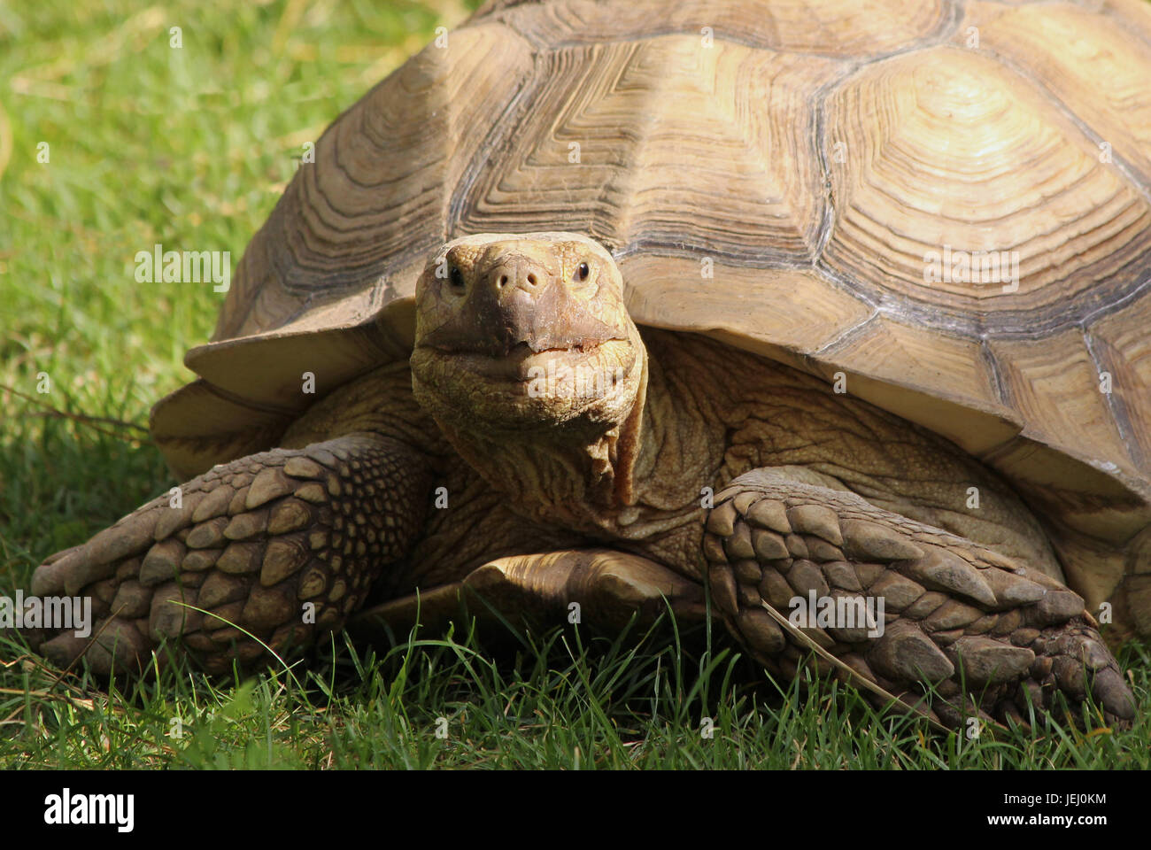 Wrinkled shield hi-res stock photography and images - Alamy