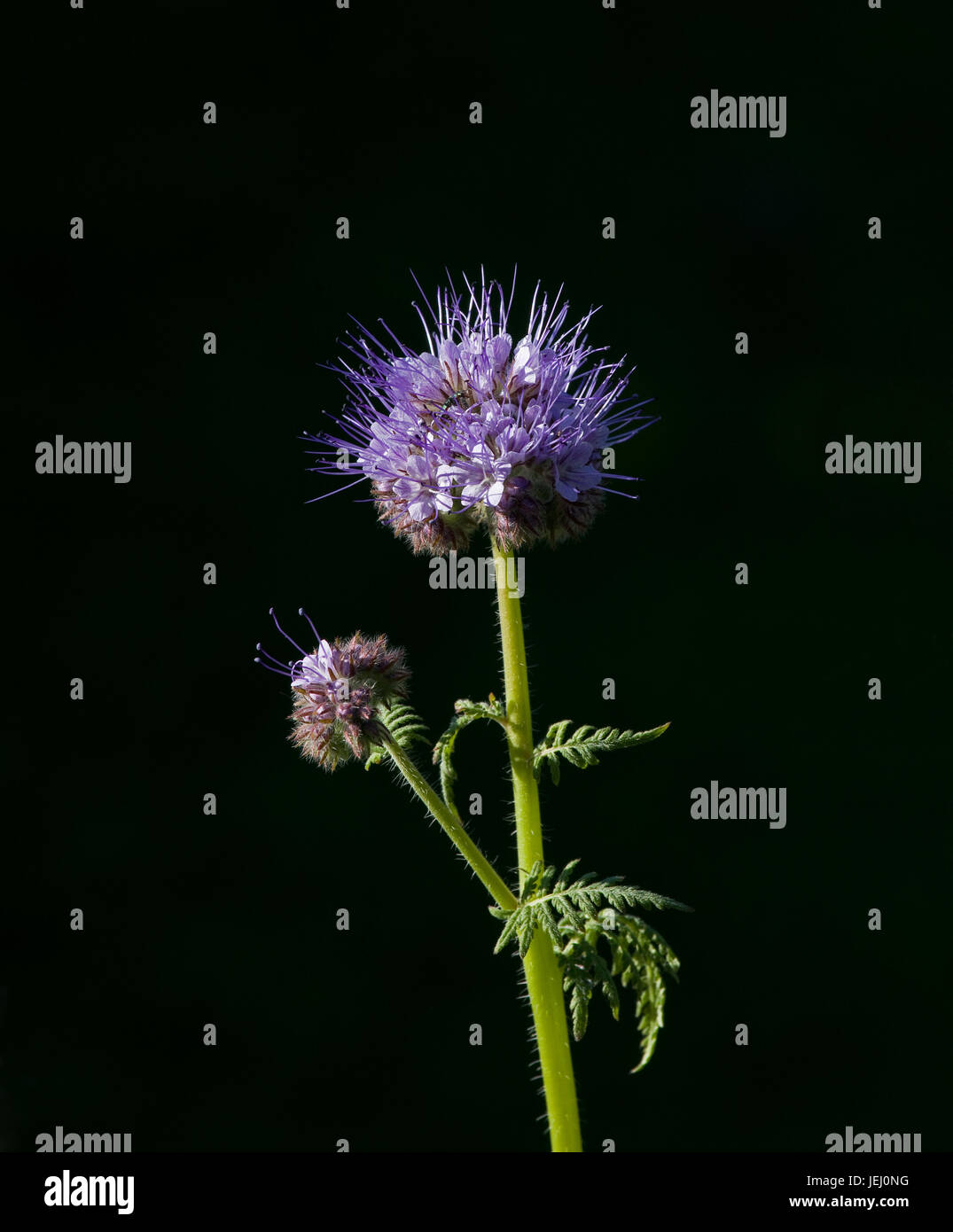 Phacelia Tanacetifolia Botany High Resolution Stock Photography and ...