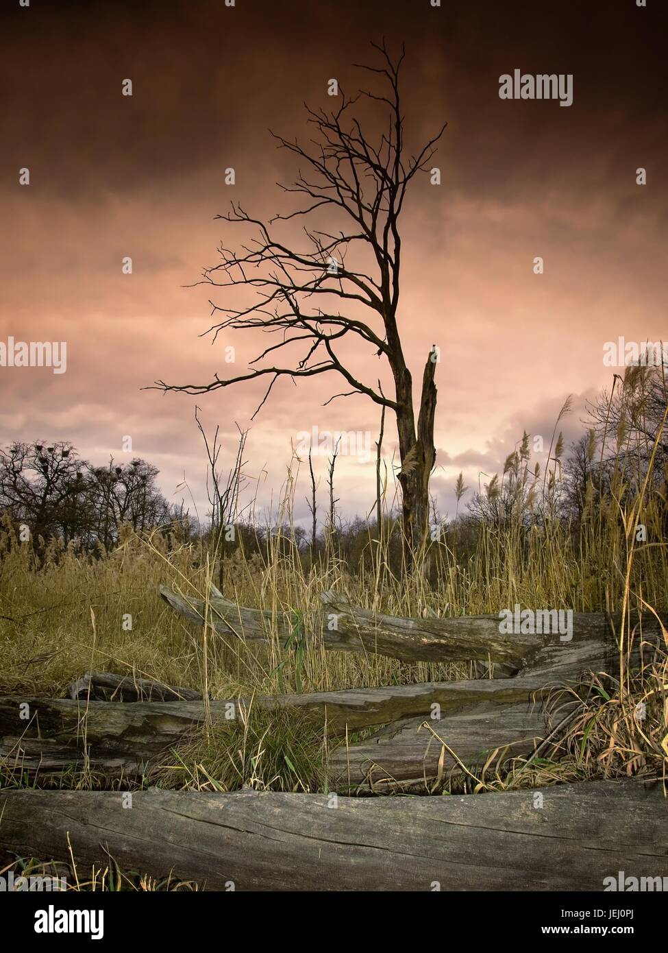 Thunder bolt hi-res stock photography and images - Alamy