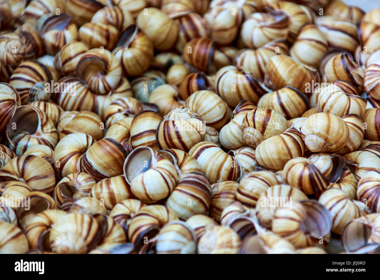 Snail shells shape hi-res stock photography and images - Alamy