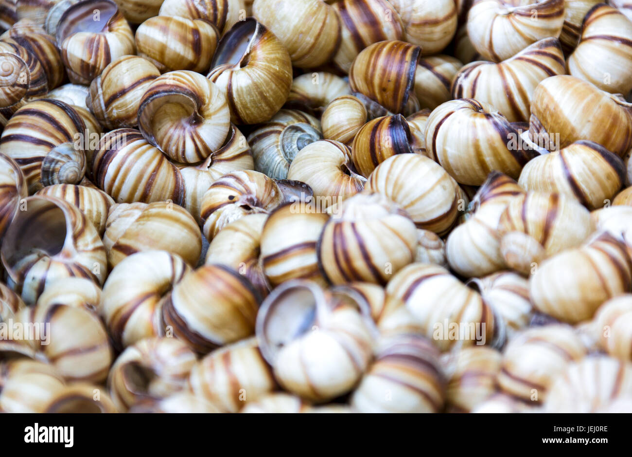 Seamless background from snail shells Stock Photo - Alamy