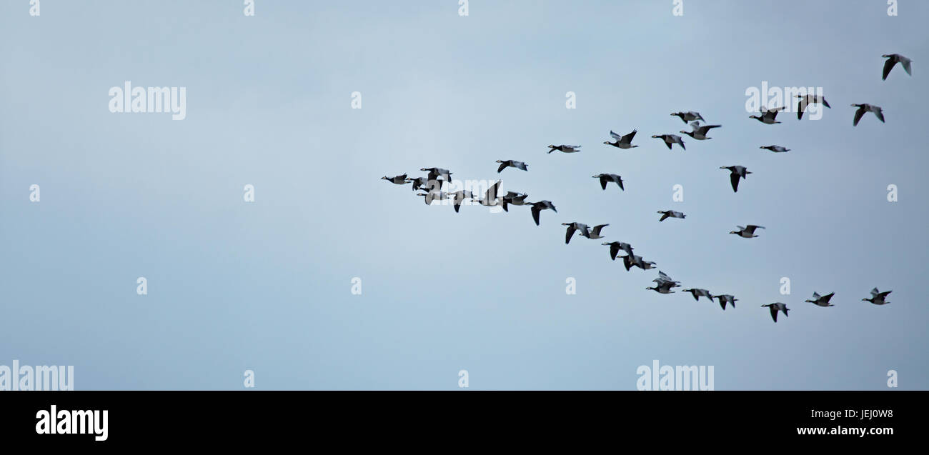 Barnacle Geese Flying in Formation Stock Photo - Alamy