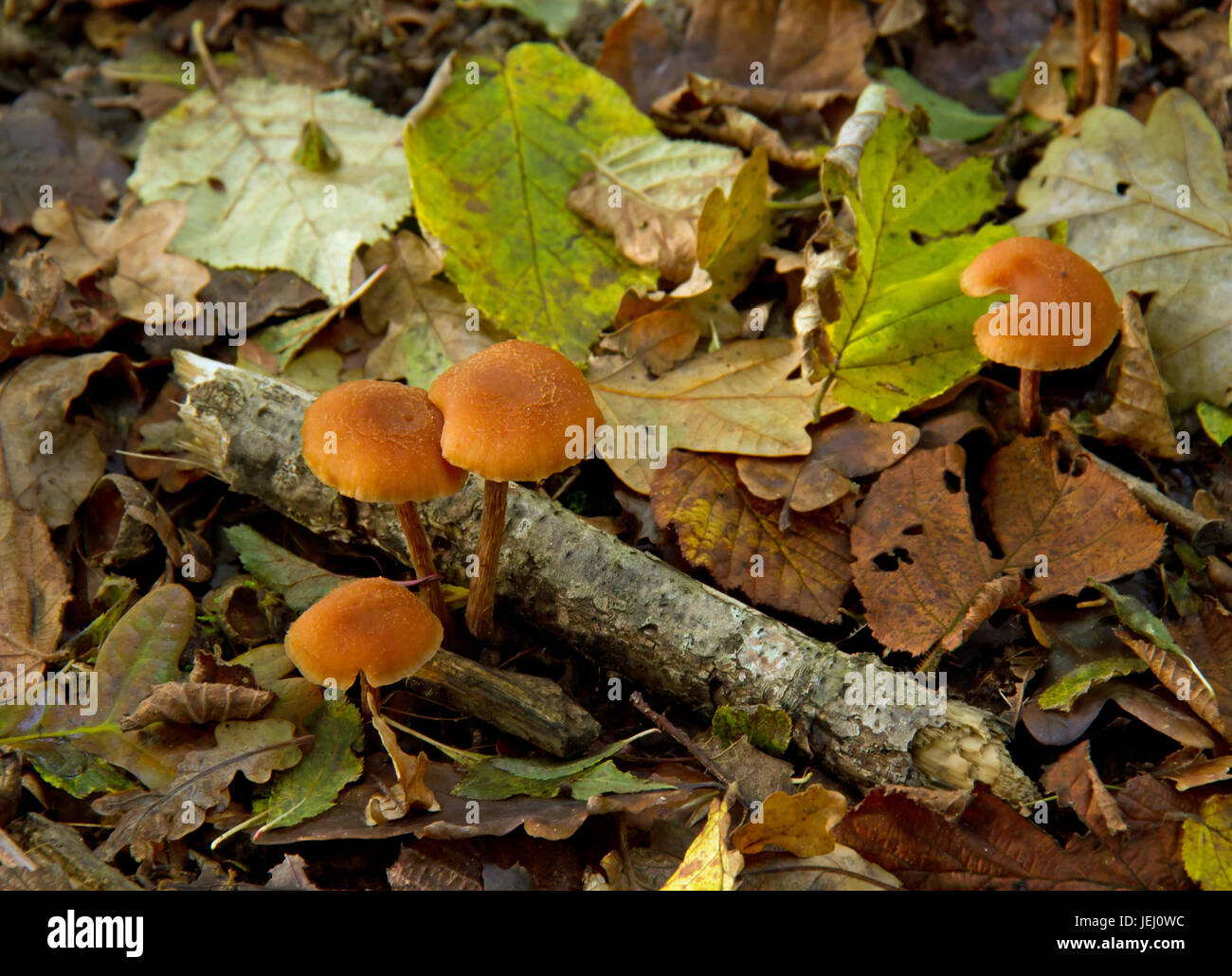Deceiver fungus hi-res stock photography and images - Alamy