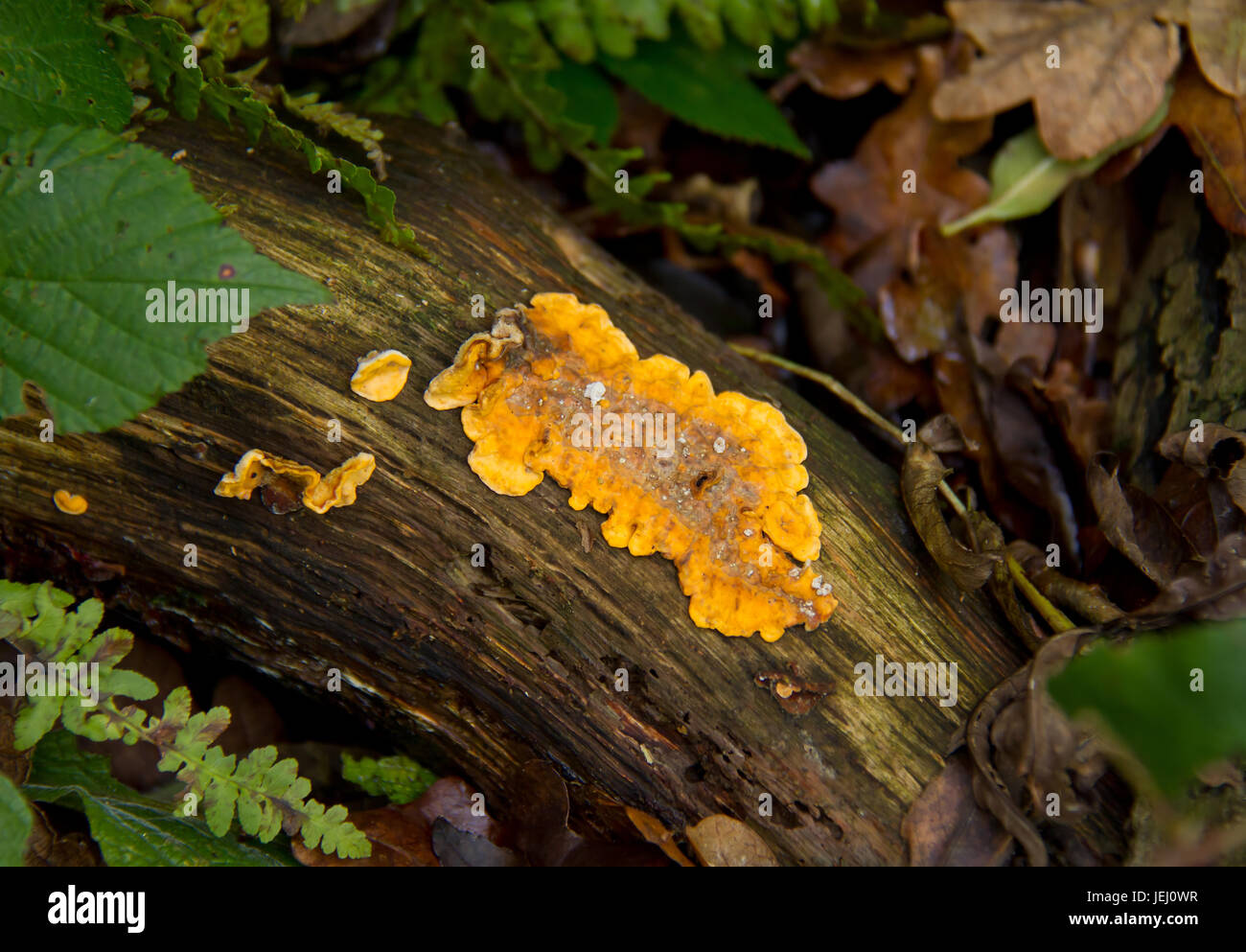 Orange fungus hi-res stock photography and images - Alamy Orange fungus hi-res stock photography and images - Alamy