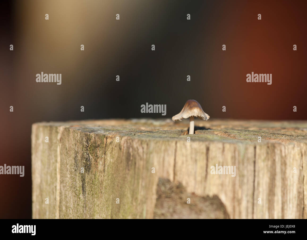 Tiny tree stump hi-res stock photography and images - Alamy