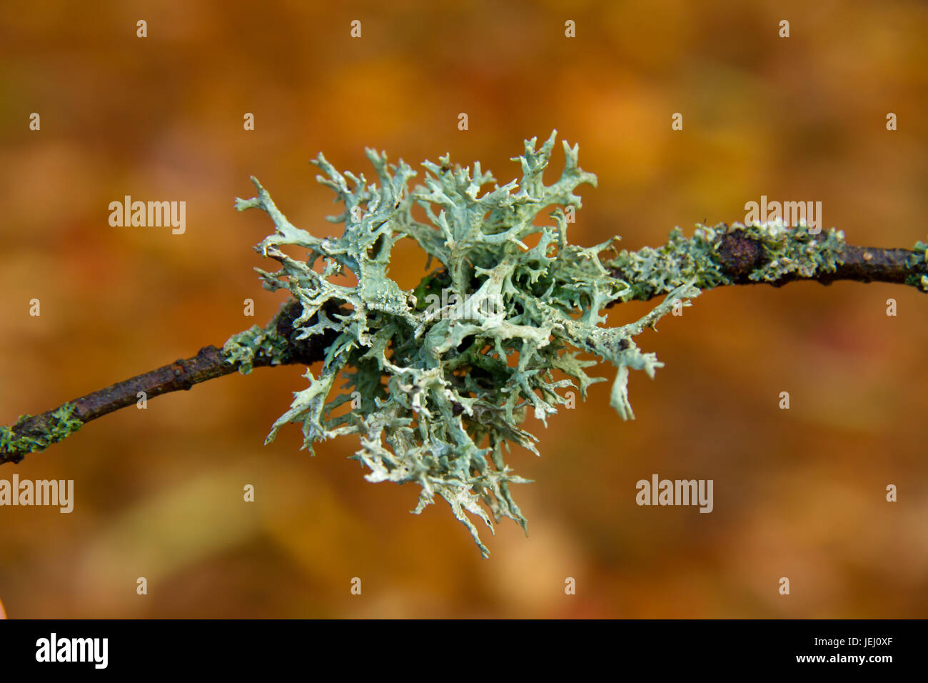 Lichen on Branch Stock Photo - Alamy