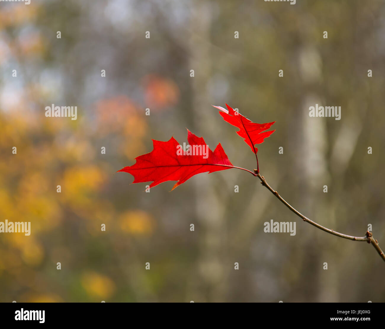 Red Oak Leaves Stock Photo - Alamy