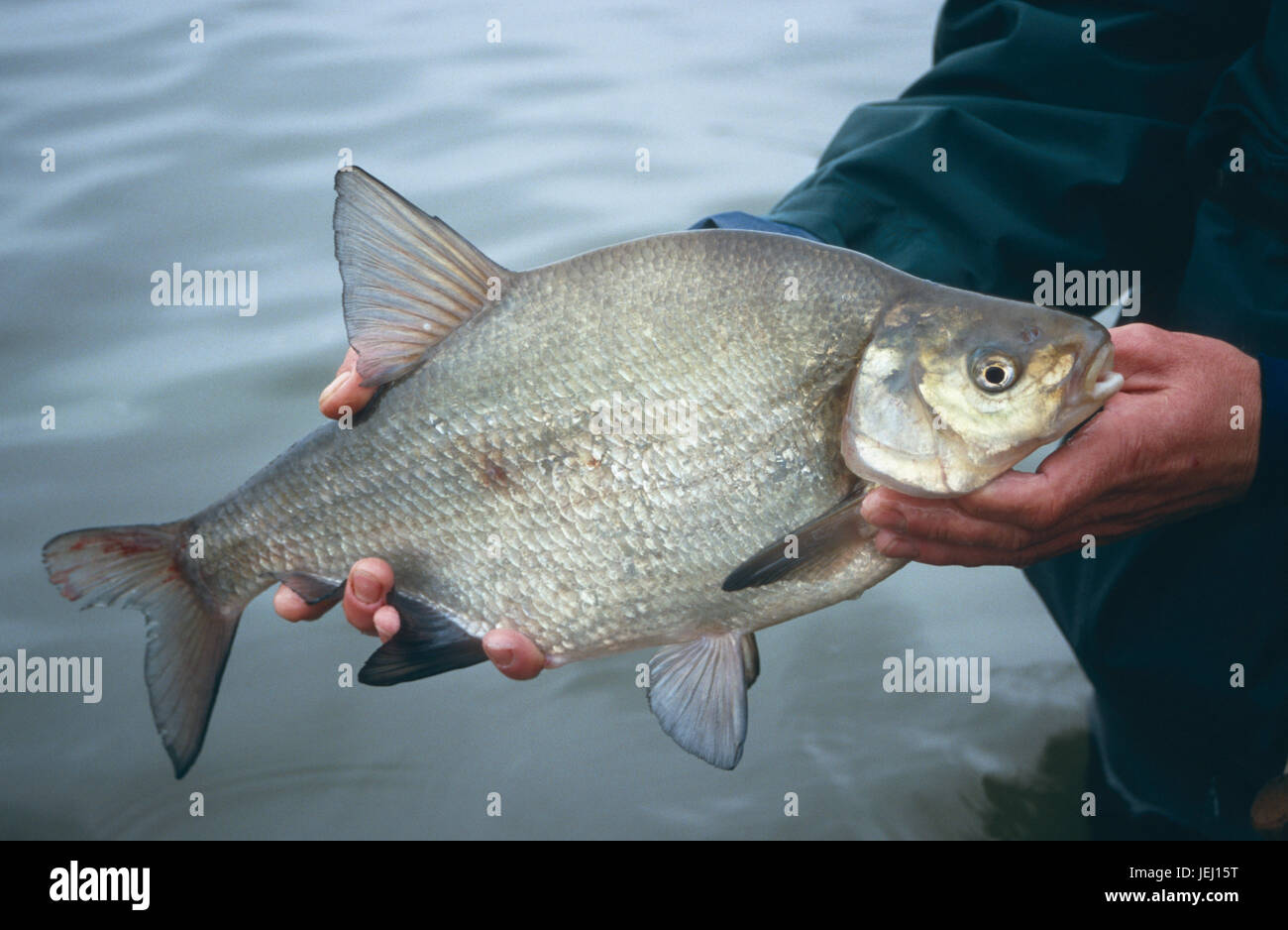 Horizontal bream hi-res stock photography and images - Alamy