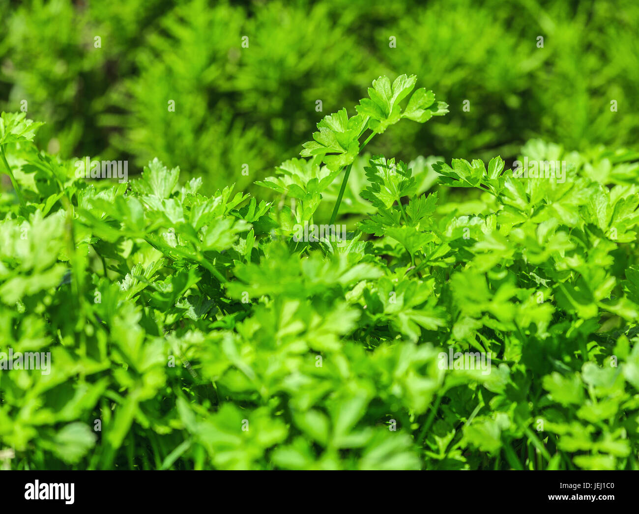 Plants fresh parsley hi-res stock photography and images - Alamy