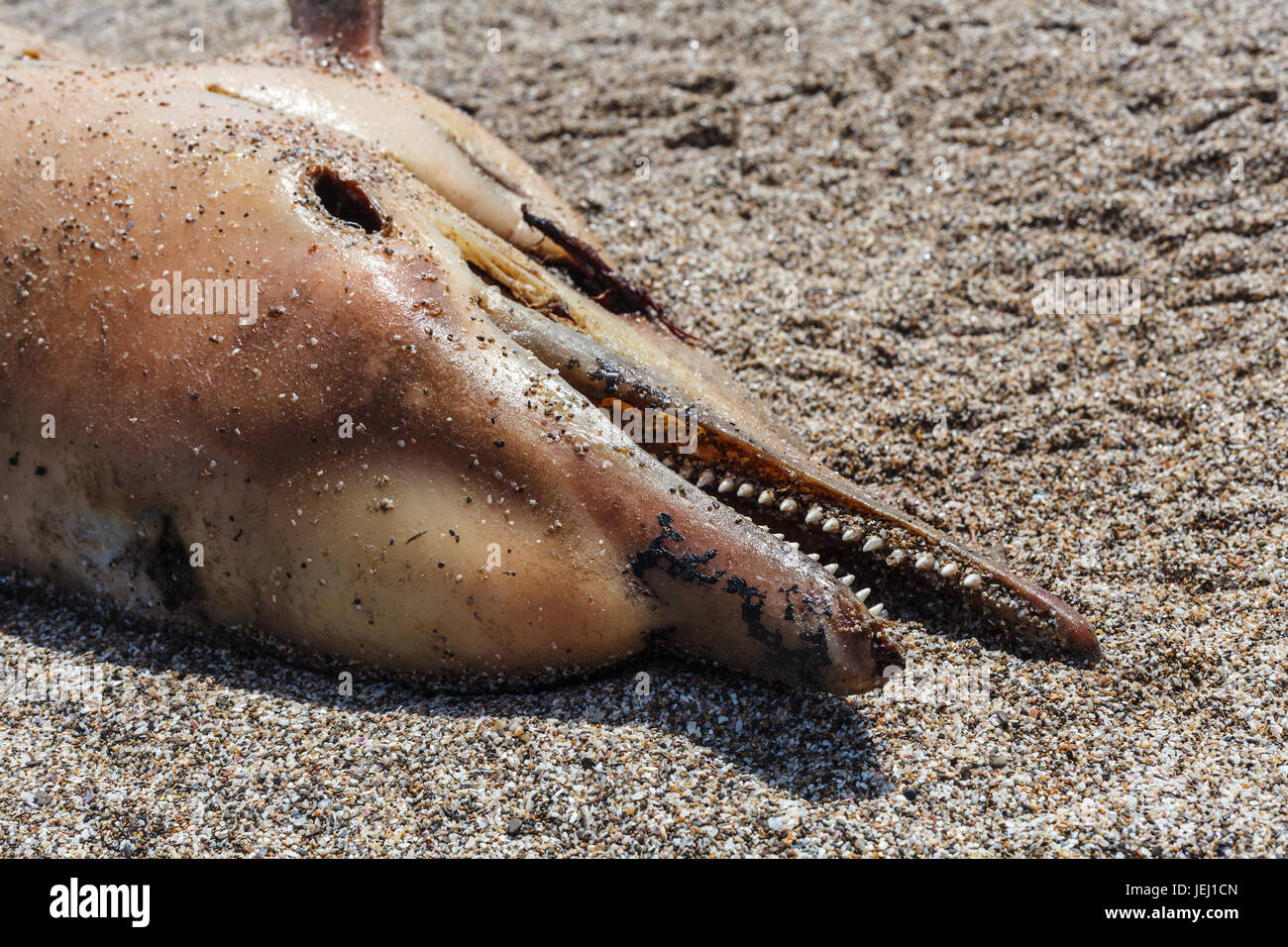 Dead dolphin Stock Photo - Alamy