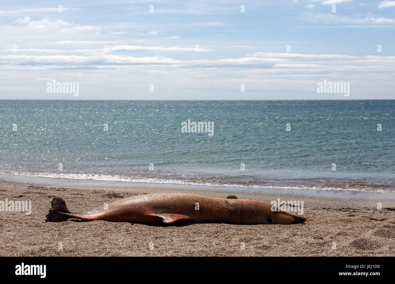 Dead Bottlenose dolphin lies on the coast Stock Photo - Alamy