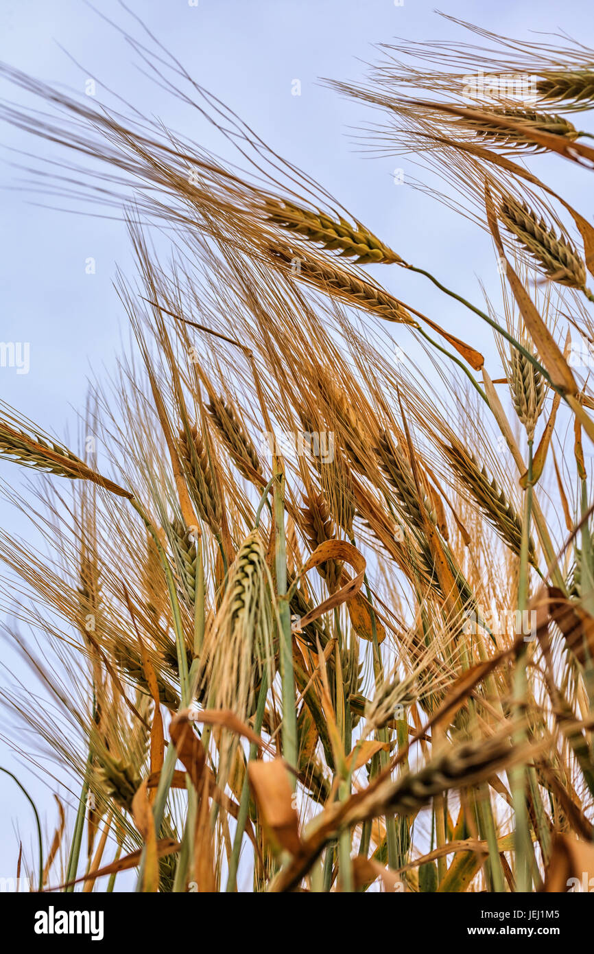 ears of wheat Stock Photo - Alamy
