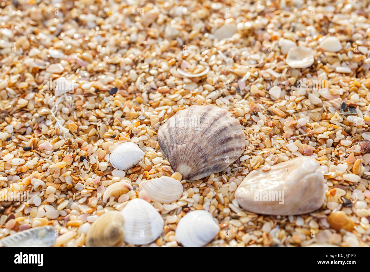 Seashell on the beach Stock Photo - Alamy