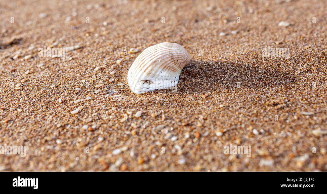 Old conch shell hi-res stock photography and images - Alamy
