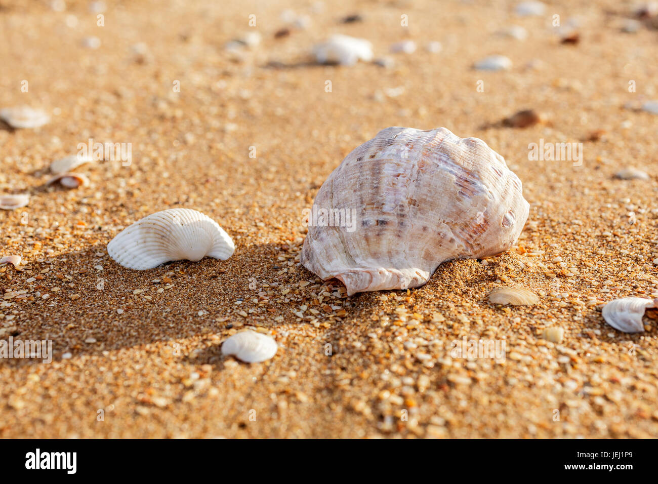 Rapana hi-res stock photography and images - Alamy
