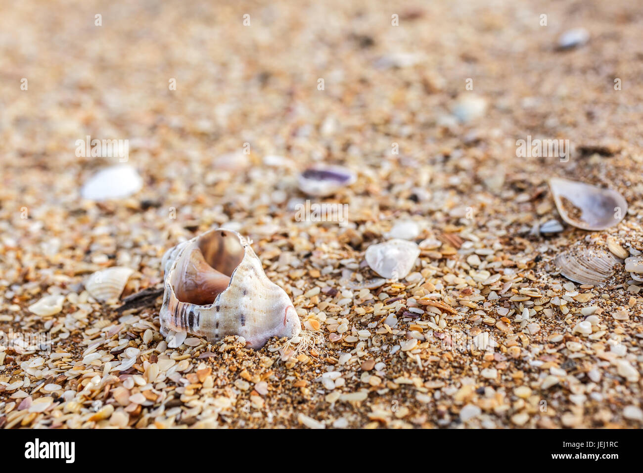 Old conch shell hi-res stock photography and images - Alamy
