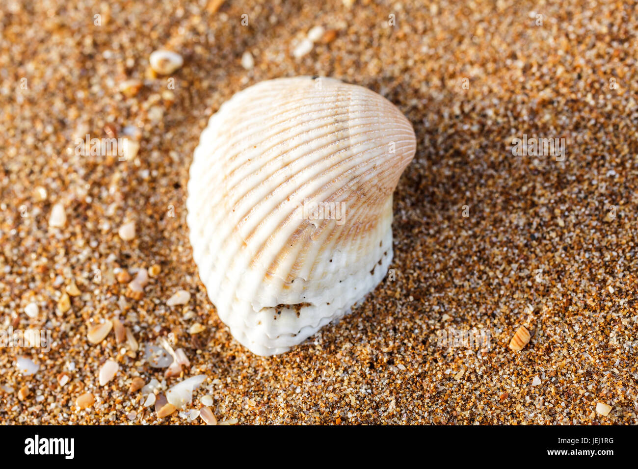 sea shell on the sand Stock Photo - Alamy