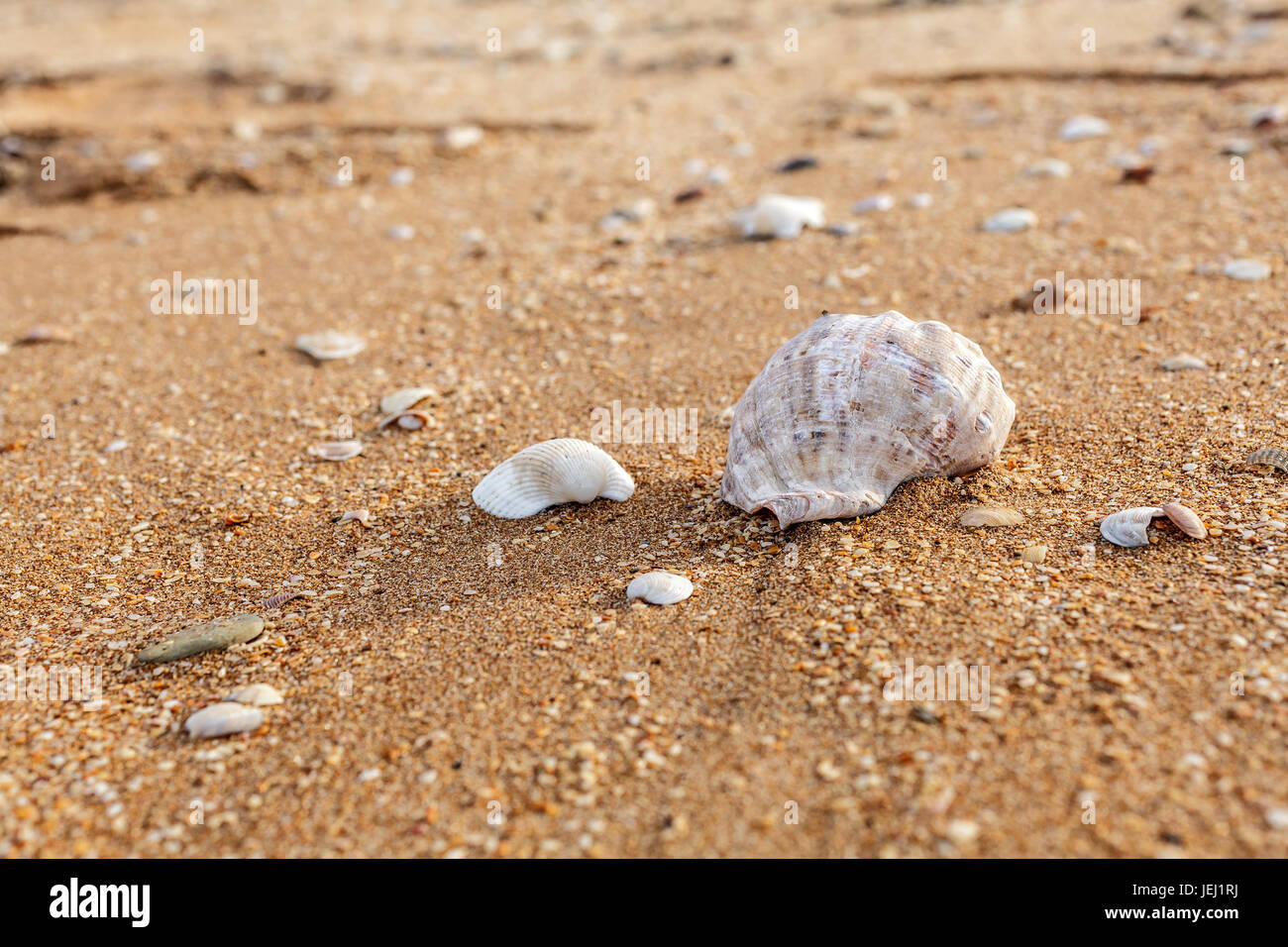 Seashell on the beach Stock Photo - Alamy
