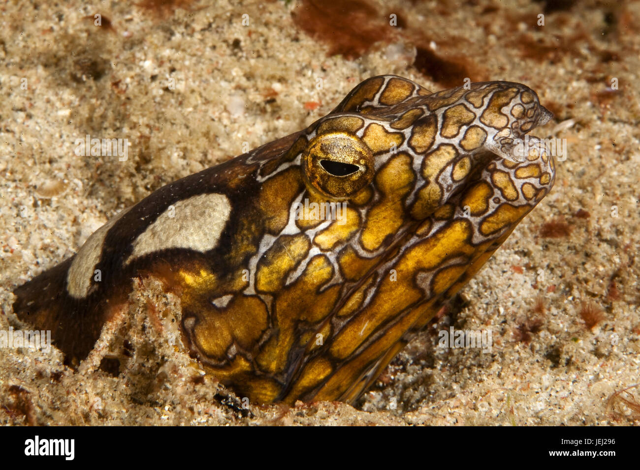 Under the protection of the seabed Stock Photo - Alamy