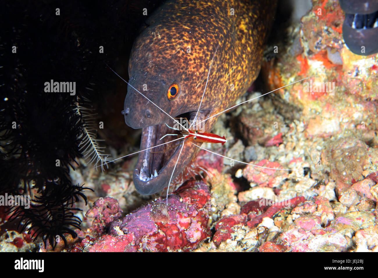 Intimate Partner High Resolution Stock Photography and Images - Alamy