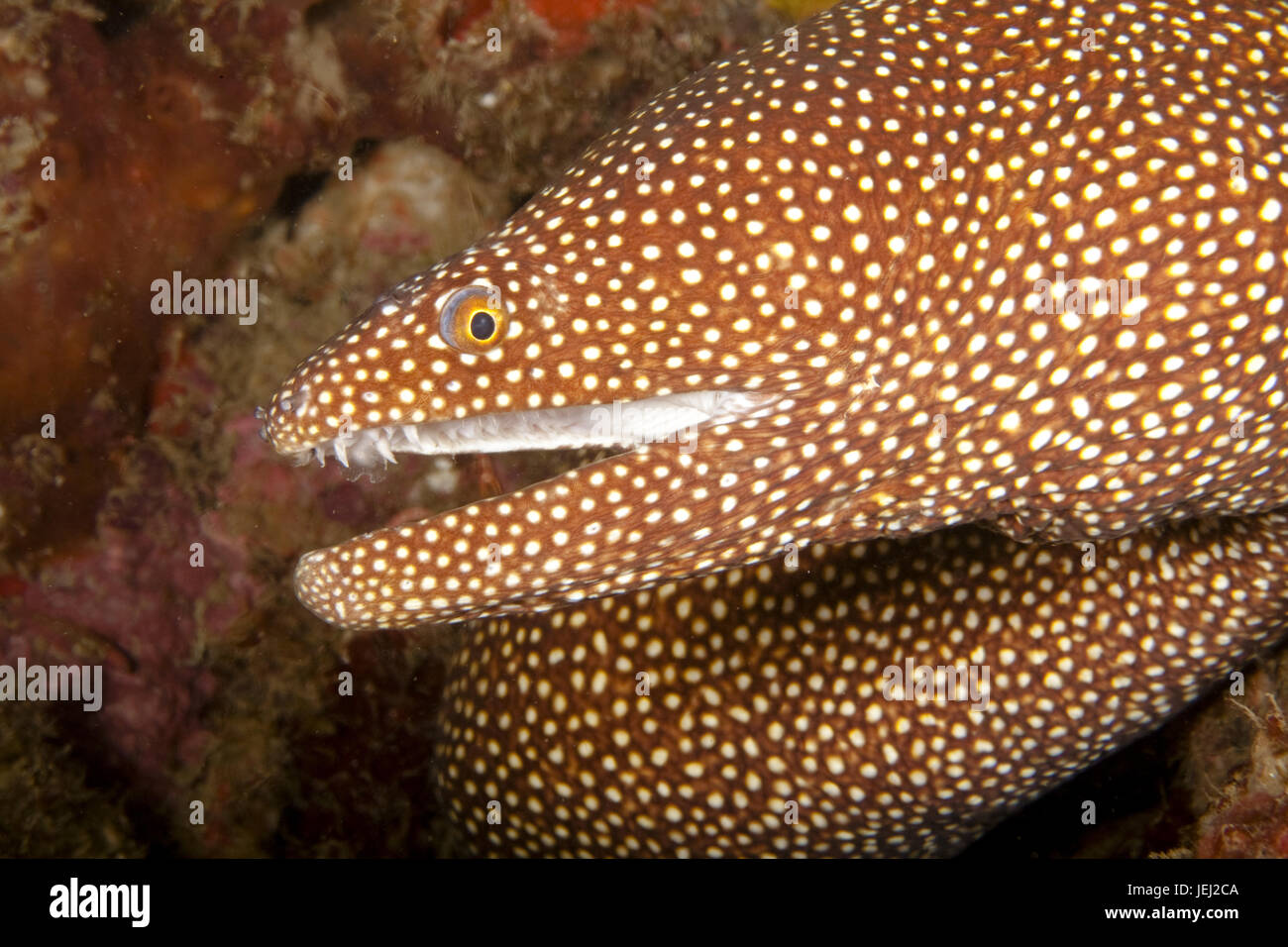 Pointed teeth hi-res stock photography and images - Alamy
